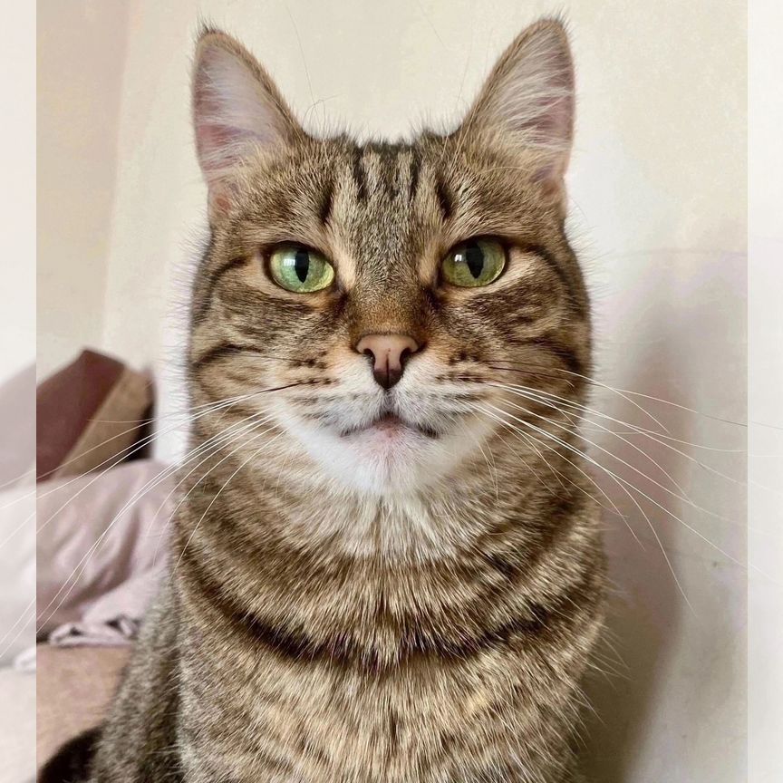 Европейская короткошёрстная кошка, взрослая