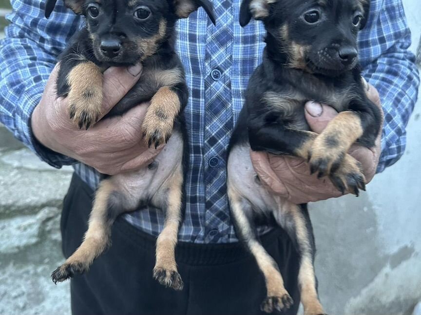 Той-терьер щенки