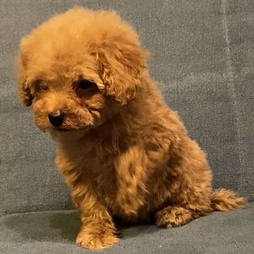 Мальтипу, щенок