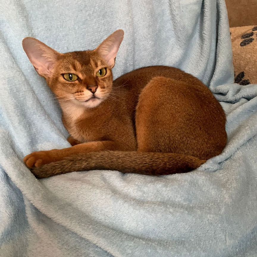 Абиссинская кошечка