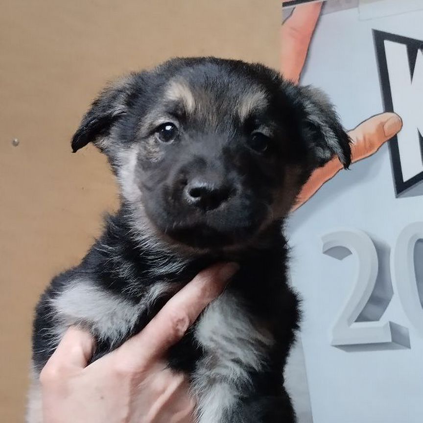 Щенок в добрые руки