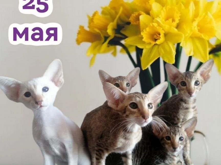 Ориентальные котята