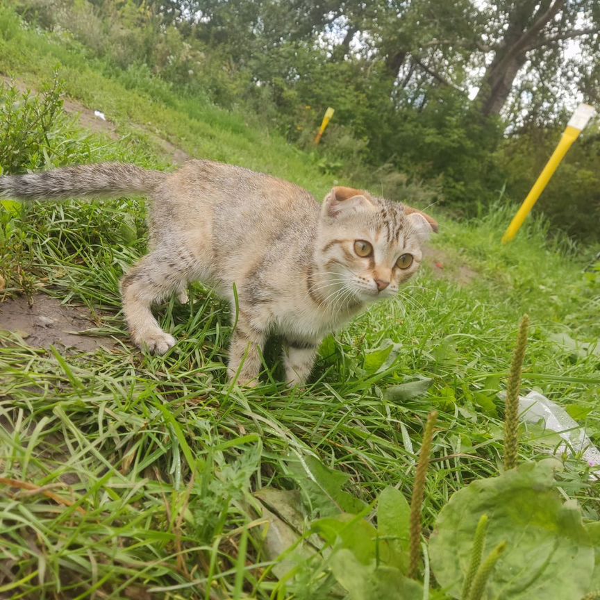 Отдам котенка в добрые руки
