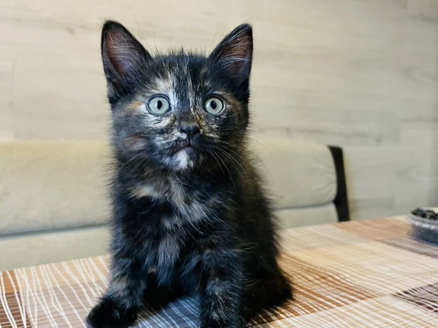 Котята бесплатно