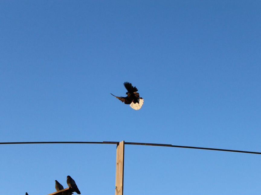 Голуби бабочки на племя в Лаишево