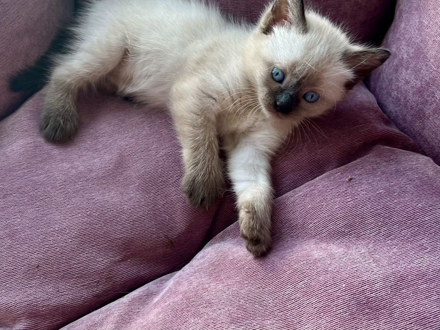 Тайские котята