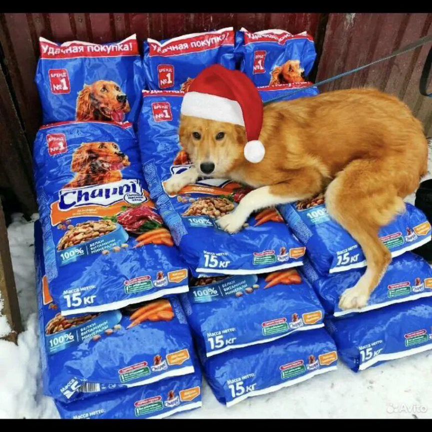 Чаппи 15 кг, китикет 15 кг с доставкой
