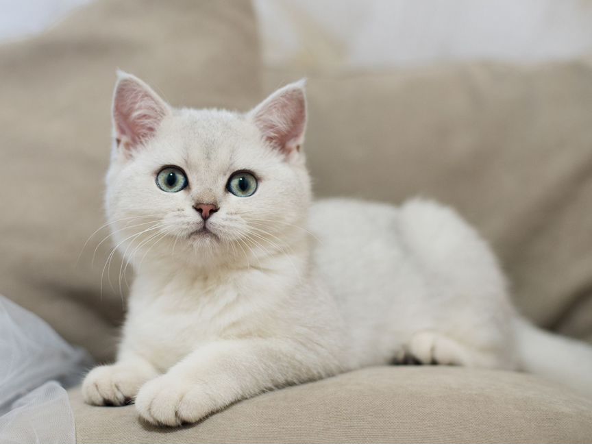 Британский котёнок (шиншилла поинт)
