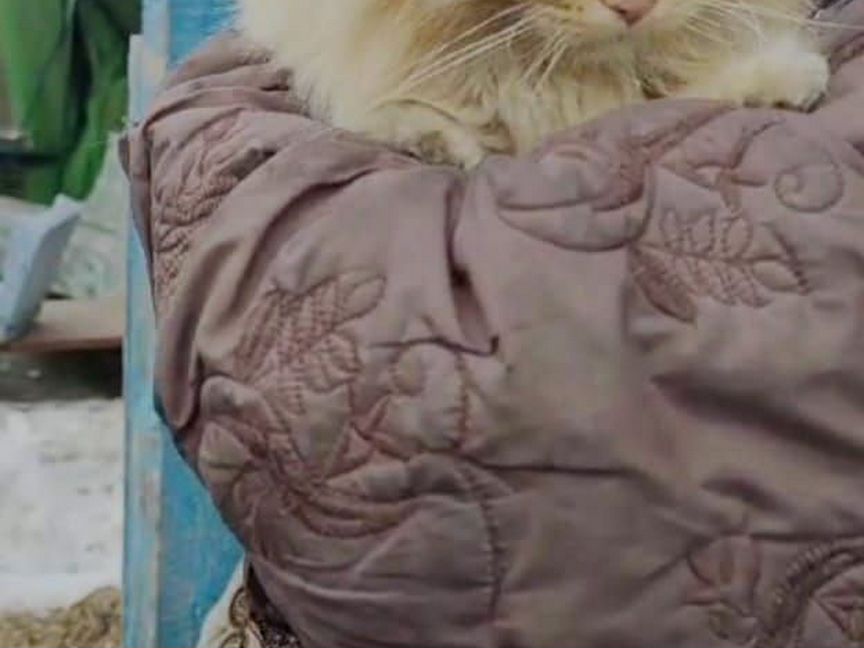 Котенька живет в неблагополучной семье
