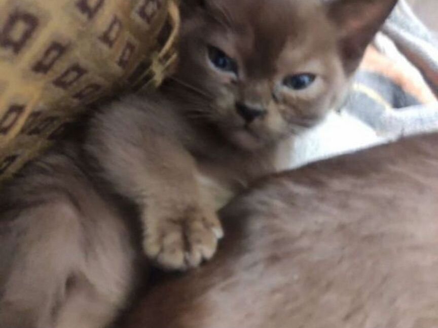 Бурманские котята