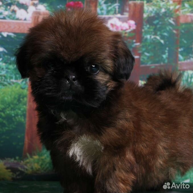 Мальчик Ши-тцу красный с маской