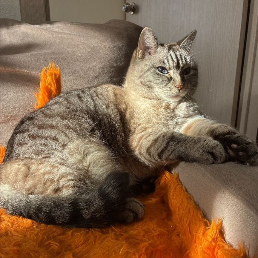 Ищем котику дом