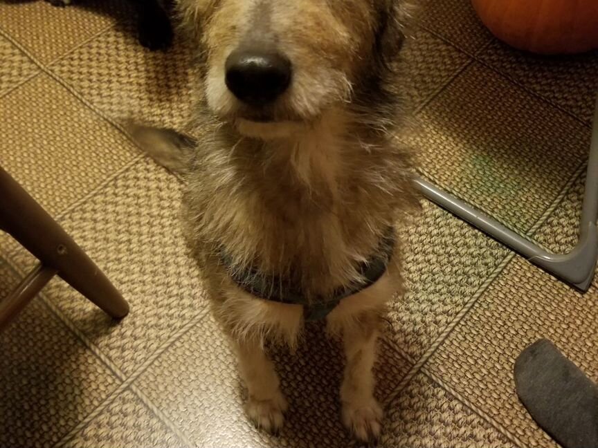 Отдам в добрые руки