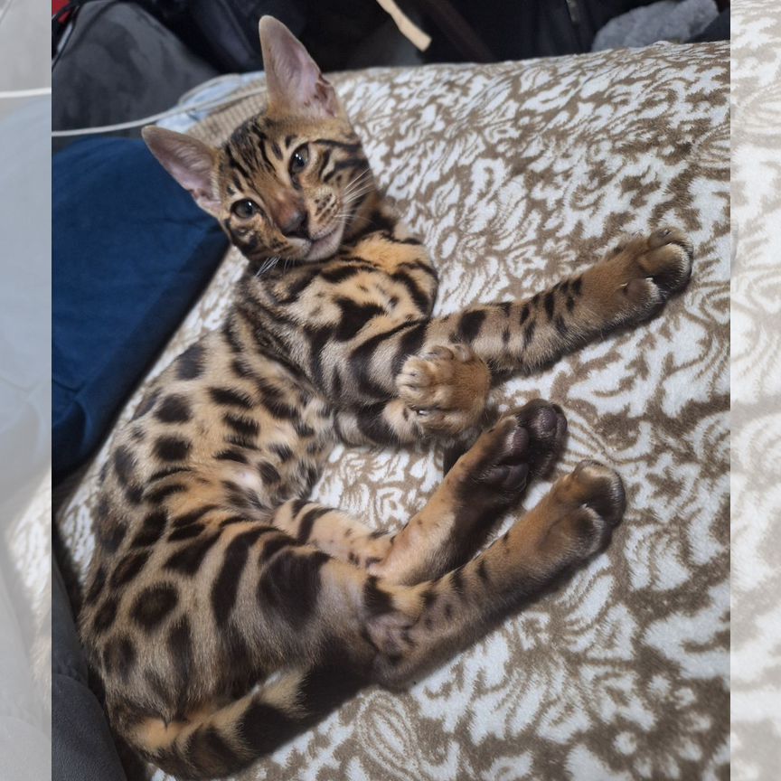 Котёнок бенгал