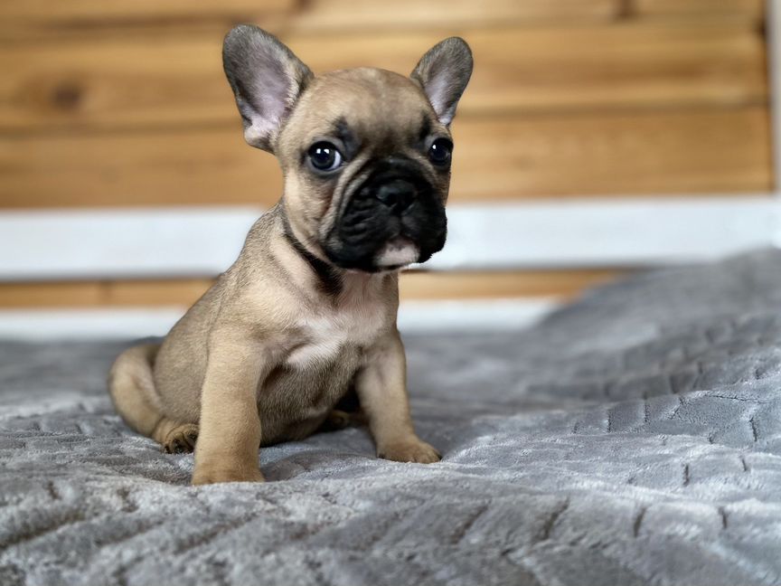 Французкие булочки