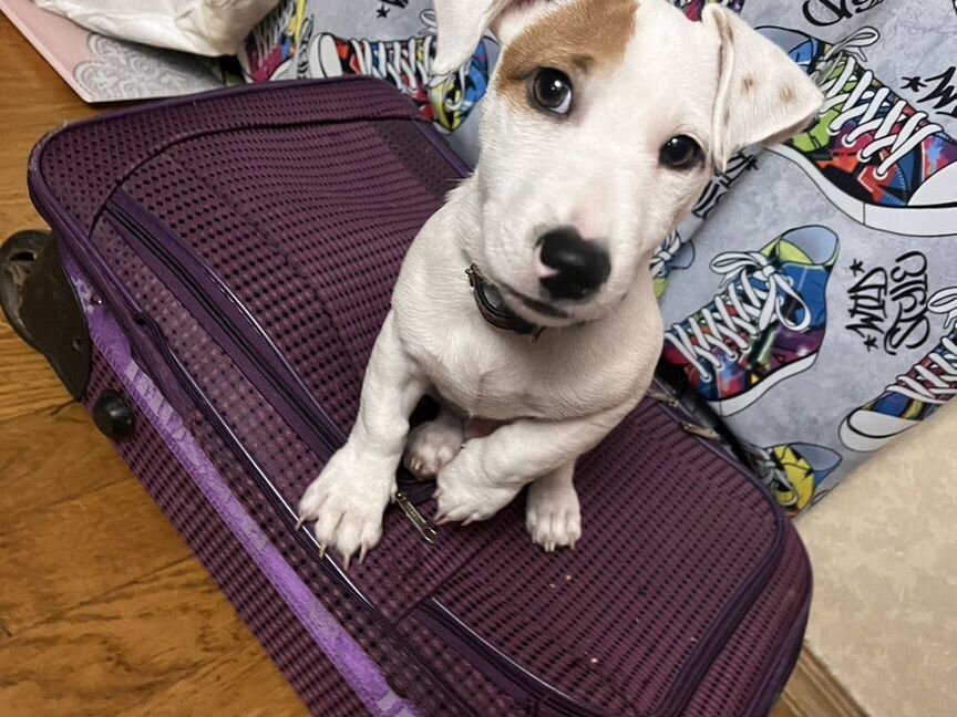 Джек рассел терьер