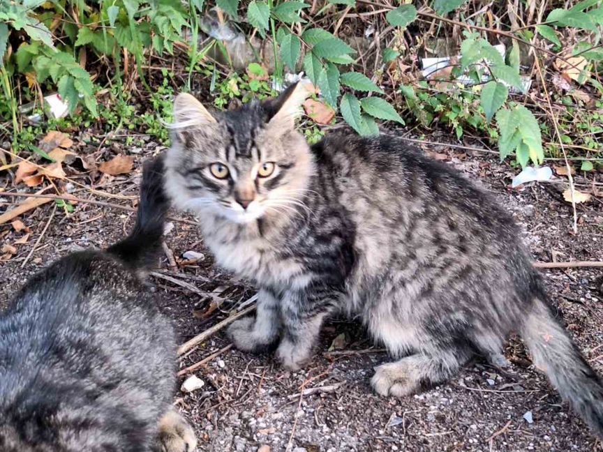 Милые котята,в добрые руки,очень красивый окрас