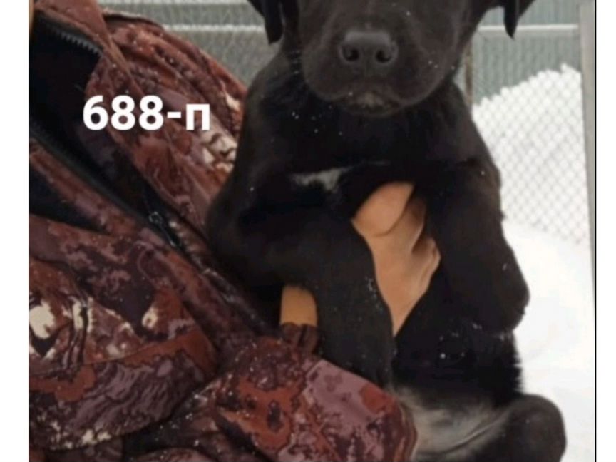 Щенок в добрые руки