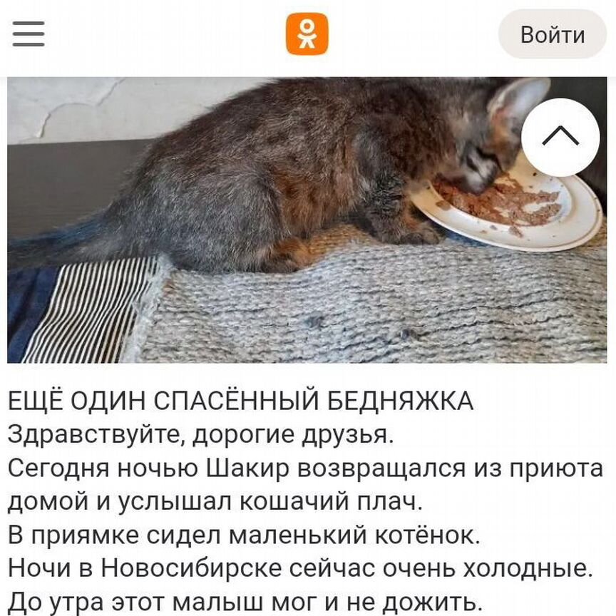 Котенок серый уши большие Брошенный в снег приямок