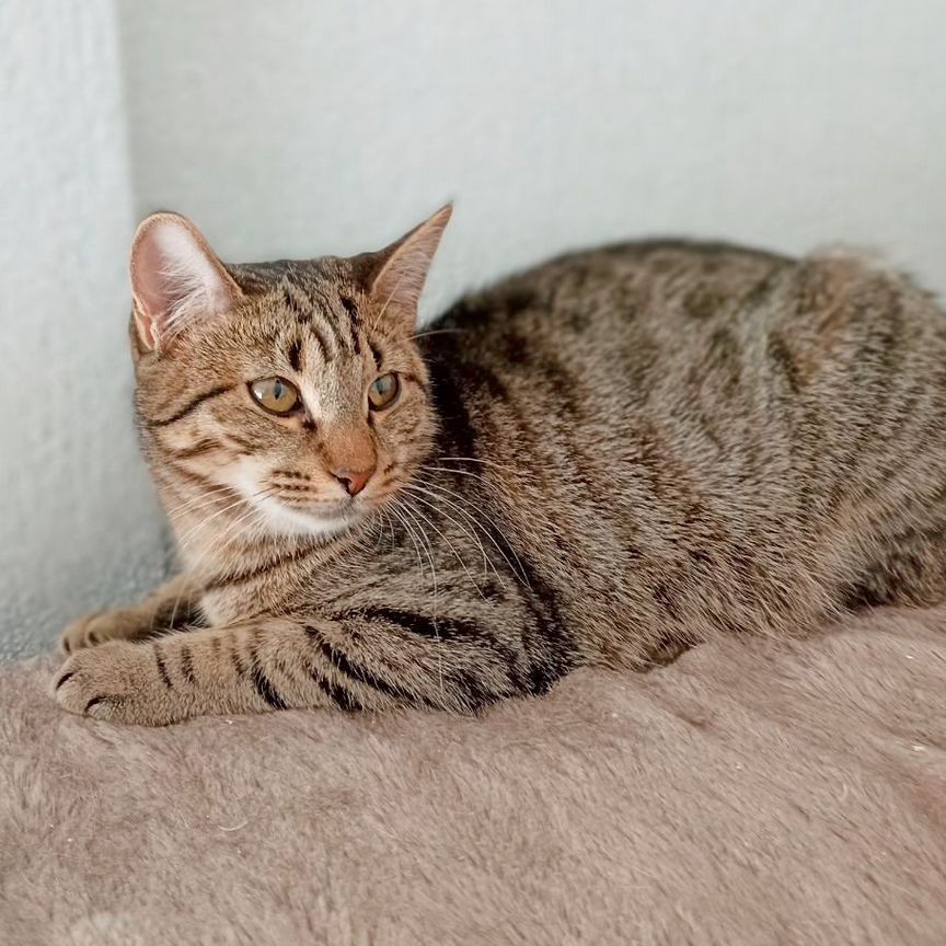 Котёнок Стелла