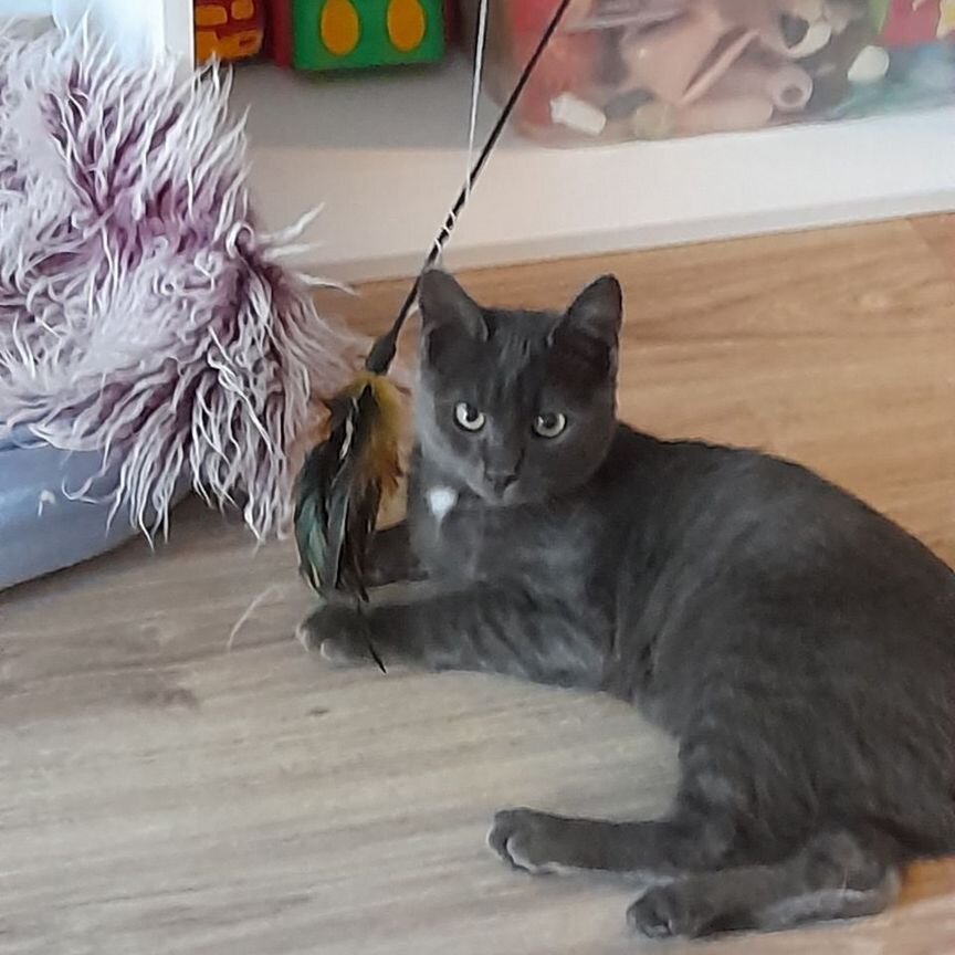 Котенок