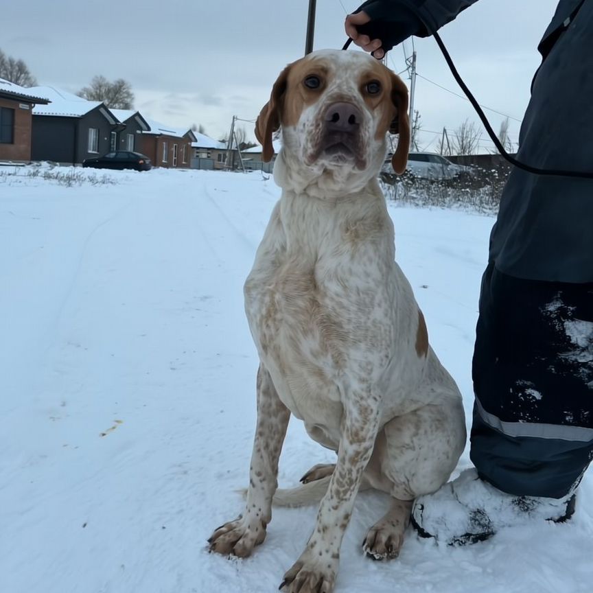 Английский пойнтер, взрослый пёс