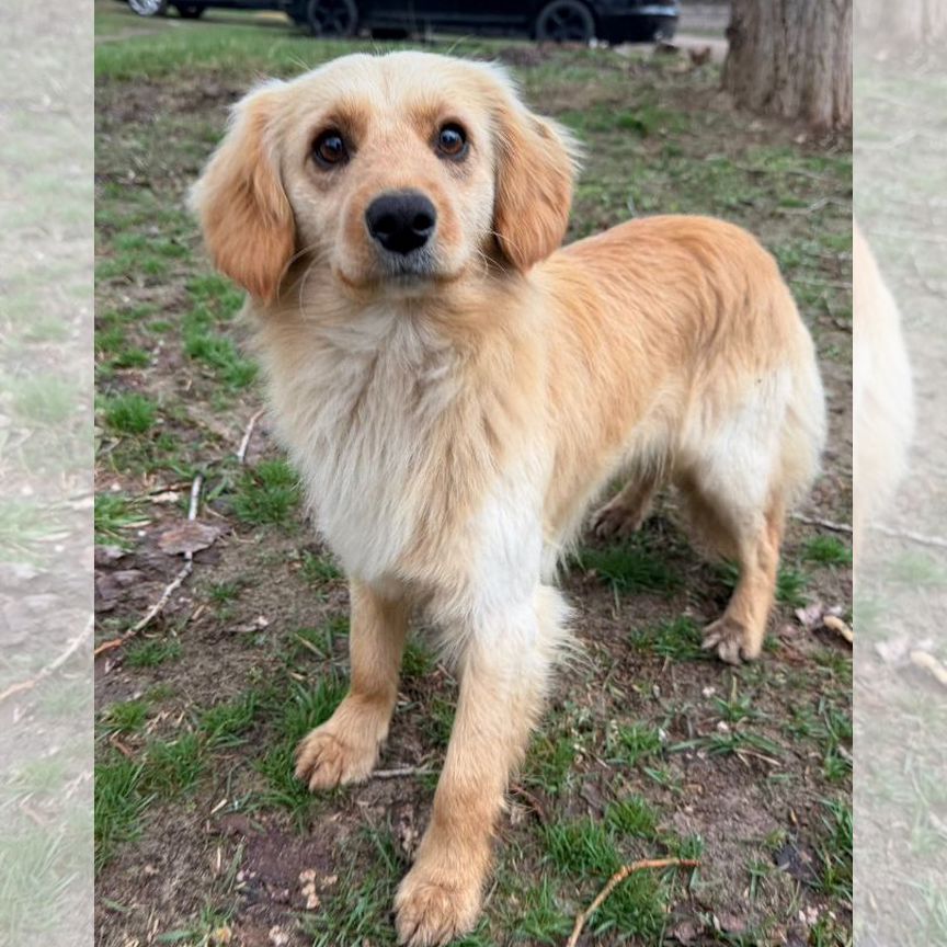 Взрослая собака в добрые руки