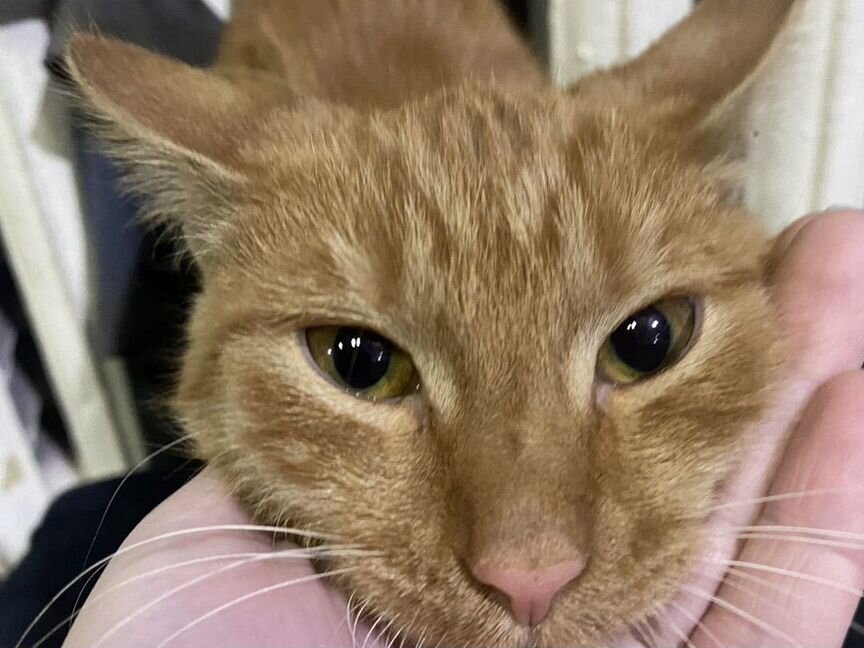 Котик мурлыка