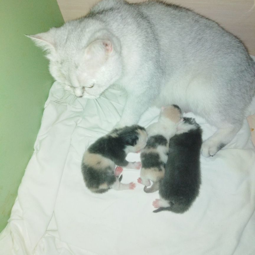 Шотландские котята
