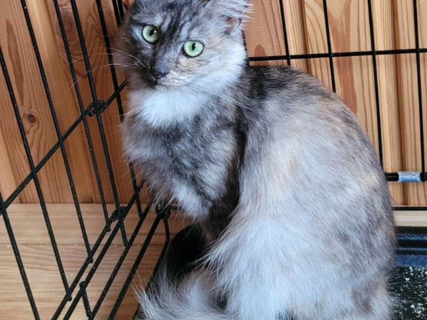 Стерилизованная молодая кошечка