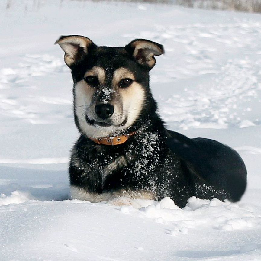 Станьте добрым хозяином счастливых собак