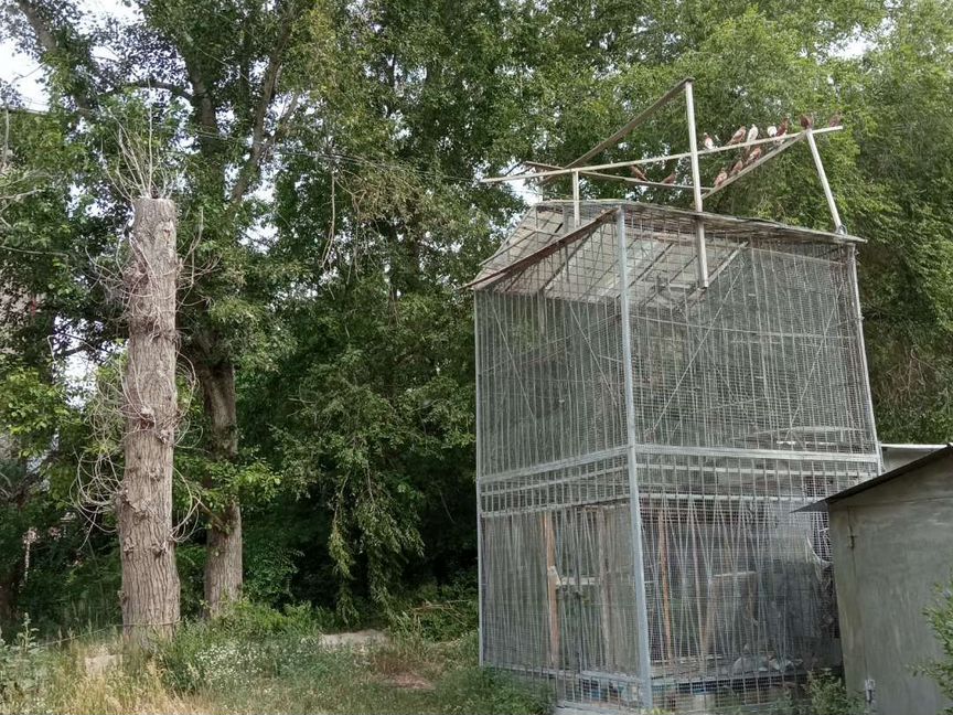 Голубятня продажа