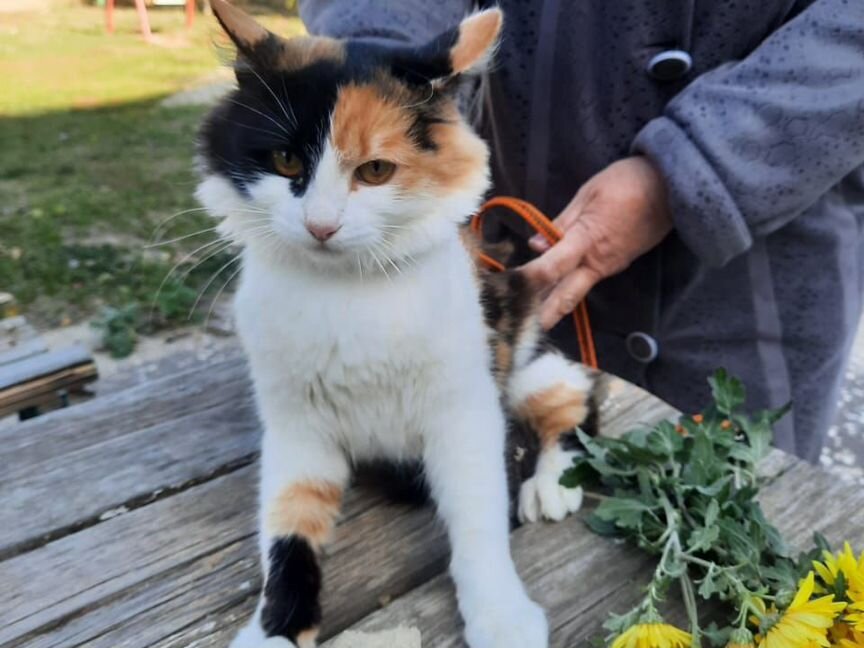 Ищем передержку или дом