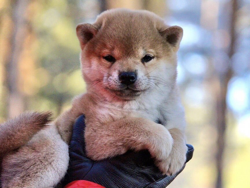 Мальчик Сиба ину с отличным характером