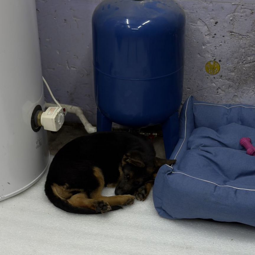 Немецкая овчарка, щенок