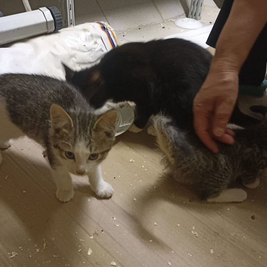 Котята в добрые руки бесплатно