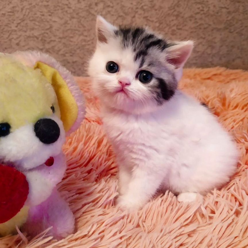 Кошечка экзоточка