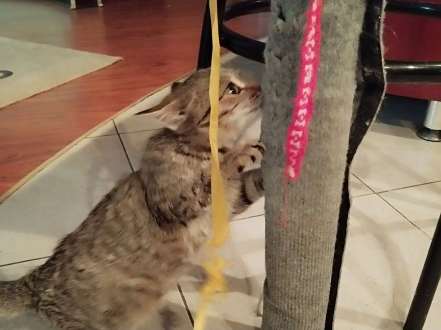 Замурчательные котята в добрые руки