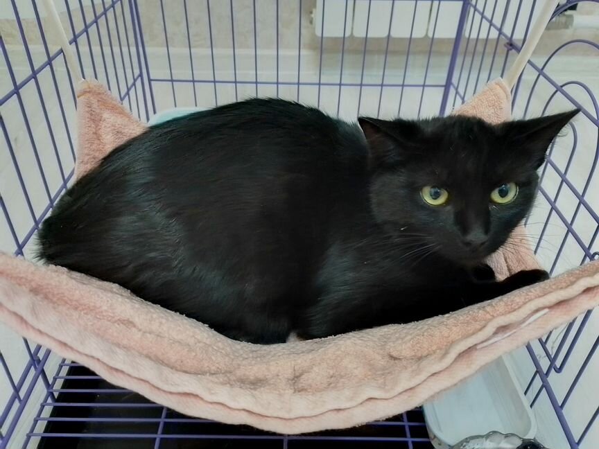 Ласковая кисочка