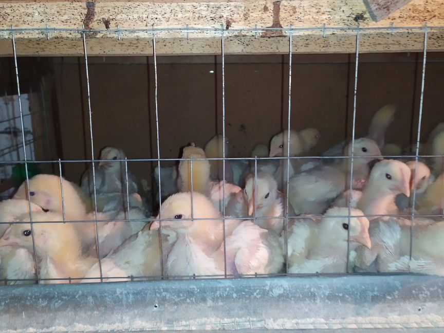 Подрощенные цыплята Бройлеры