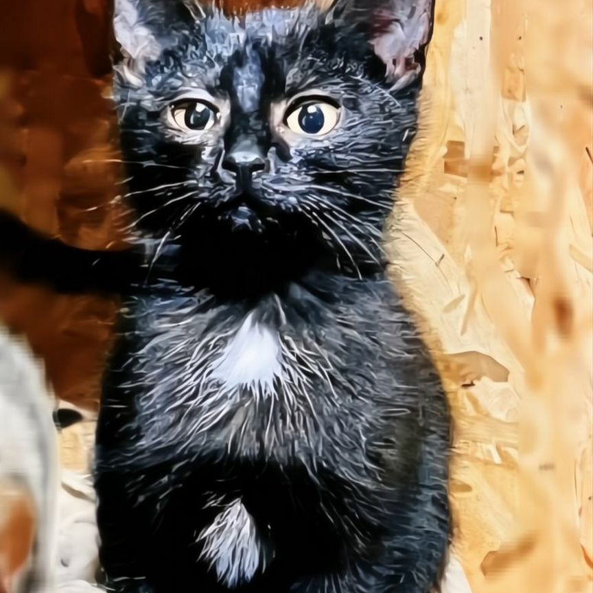 Котёнок в добрые руки