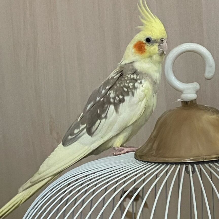 Попугай корелла(самец)