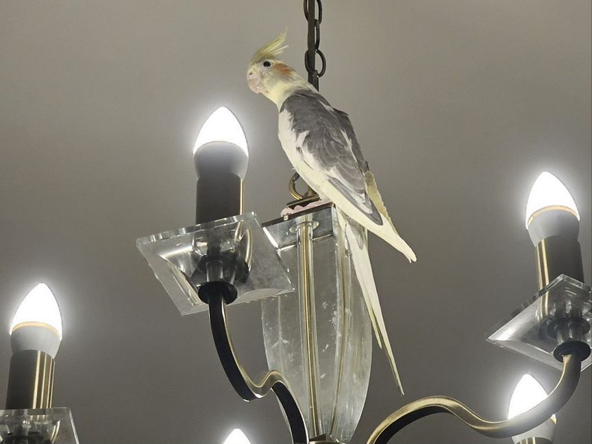 Попугайчик корелла с клеткой