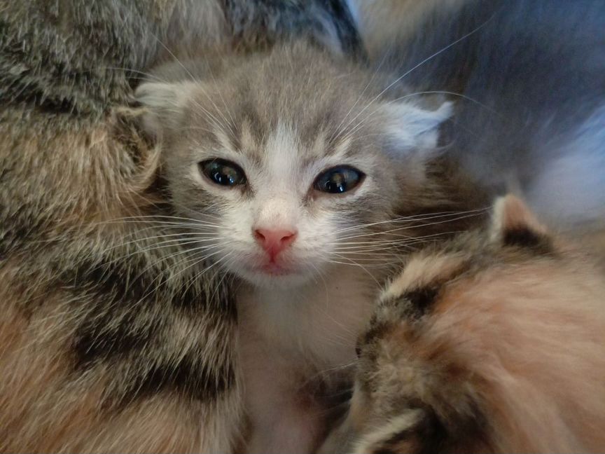 Котята