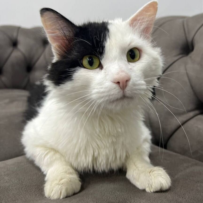 Взрослый кот в добрые руки