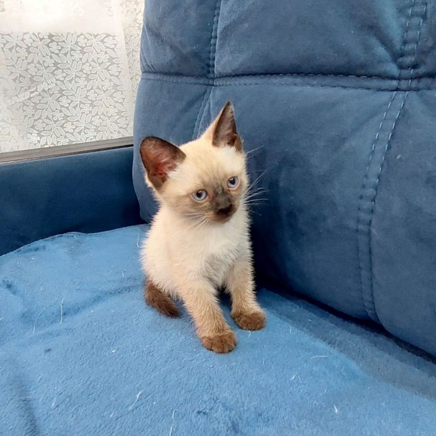 Сиамский котёнок