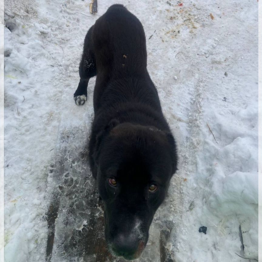 Взрослая собака в добрые руки