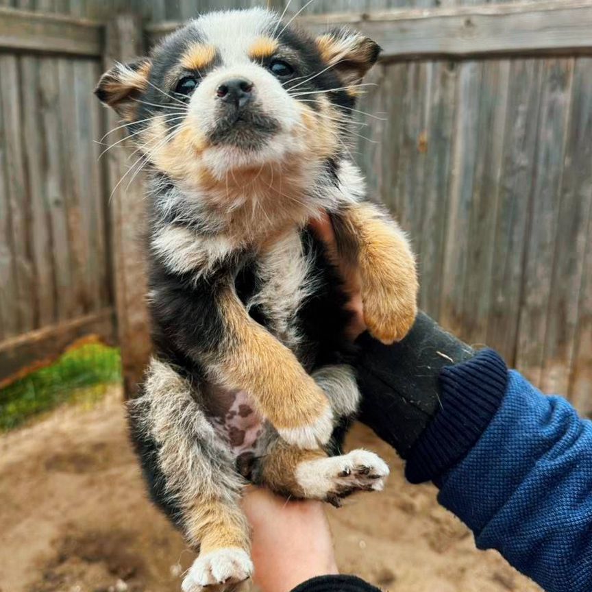 Щенок в добрые руки