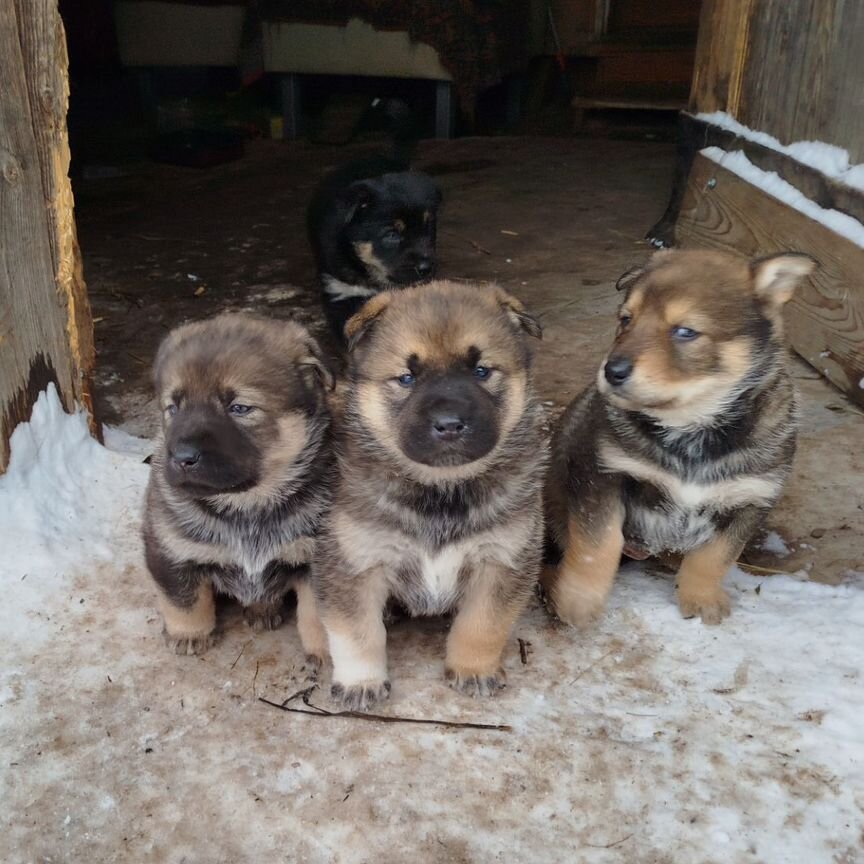 Сибирский хаски, щенок