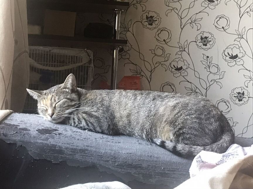 Кошечка в добрые руки
